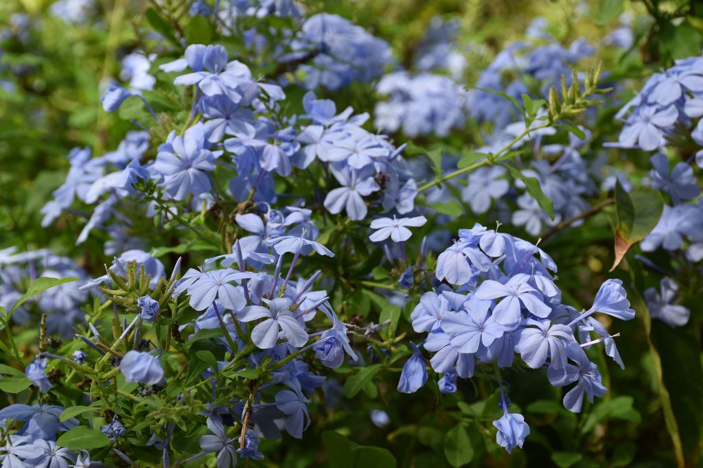 plumbago-auriculata-3 | Queen Elizabeth II Royal Botanic Park