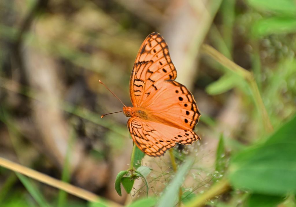 edit_butterfly_open-wings | Queen Elizabeth II Royal Botanic Park