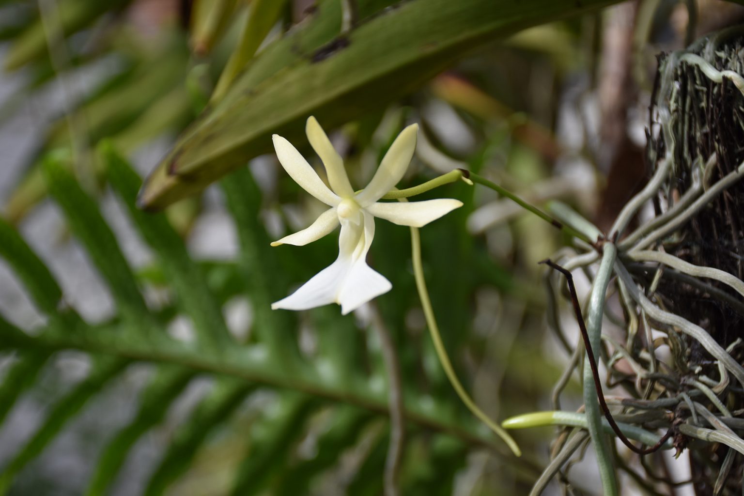 ghost-orchid-dendrophylax-fawcettii-4 | Queen Elizabeth II Royal ...