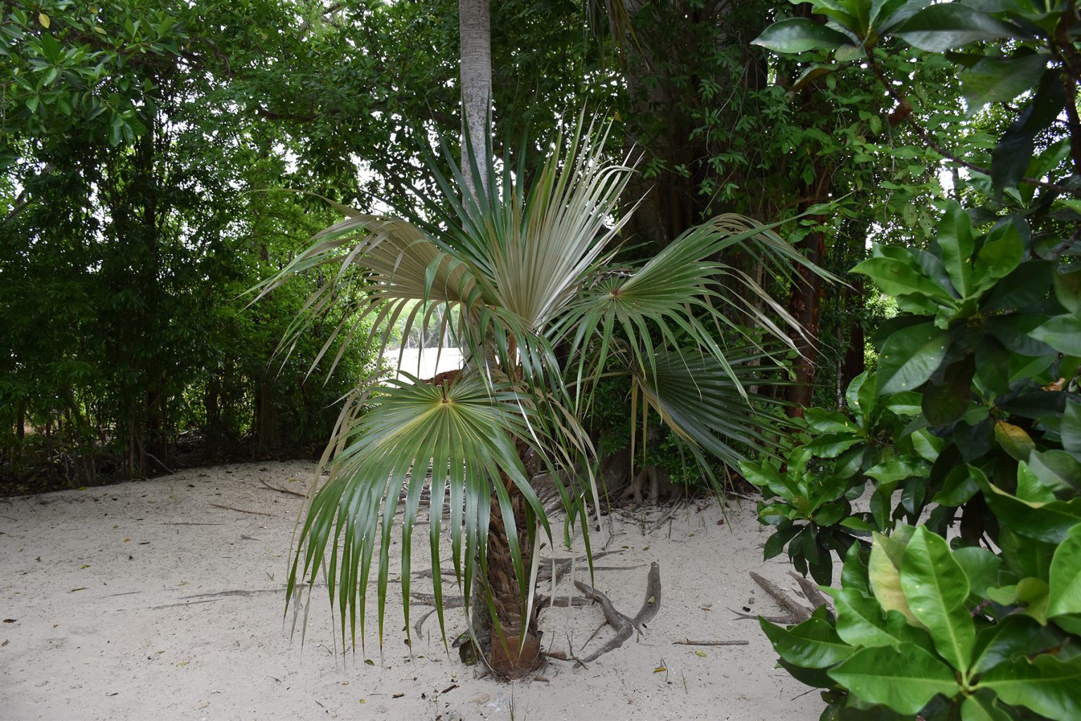 silver-thatch-palm-coccothrinax-sargentii-7 | Queen Elizabeth II Royal ...