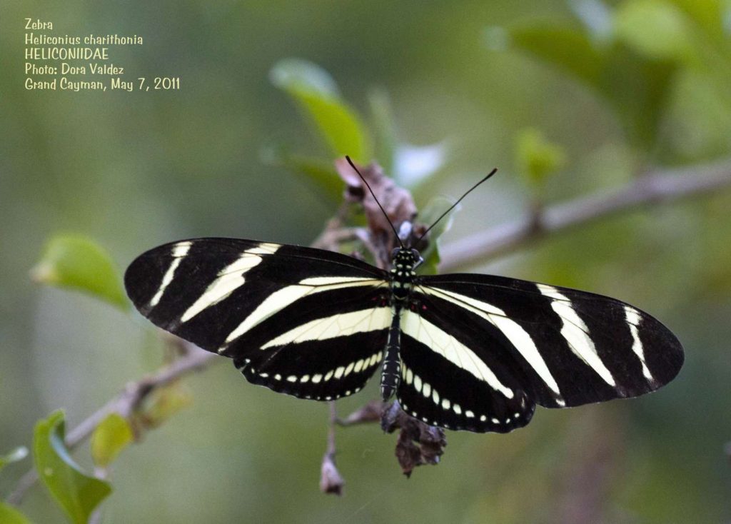 zebra-may7-11-dora-valdez | Queen Elizabeth II Royal Botanic Park