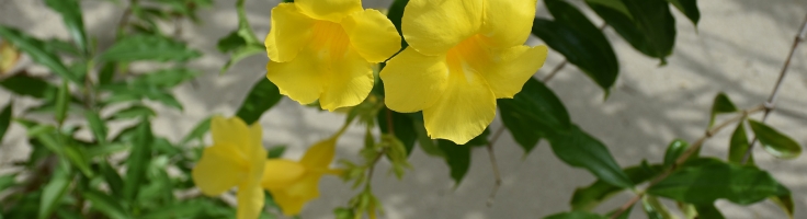 allamanda-cathartica | Queen Elizabeth II Royal Botanic Park