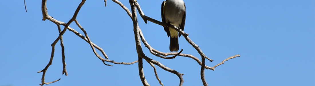 bird-on-limb-by-bp-lake_2019 | Queen Elizabeth II Royal Botanic Park