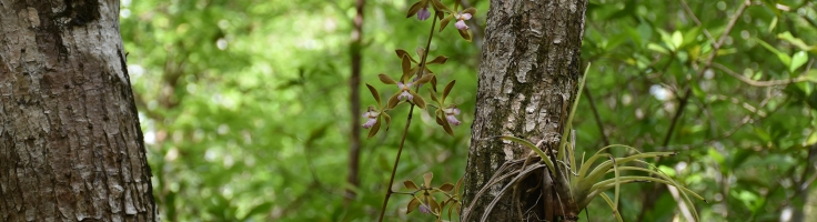 encyclia-nina-chin | Queen Elizabeth II Royal Botanic Park