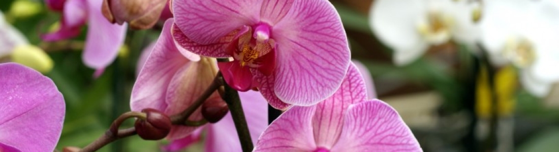 ANNUAL ORCHID SHOW | Queen Elizabeth II Royal Botanic Park