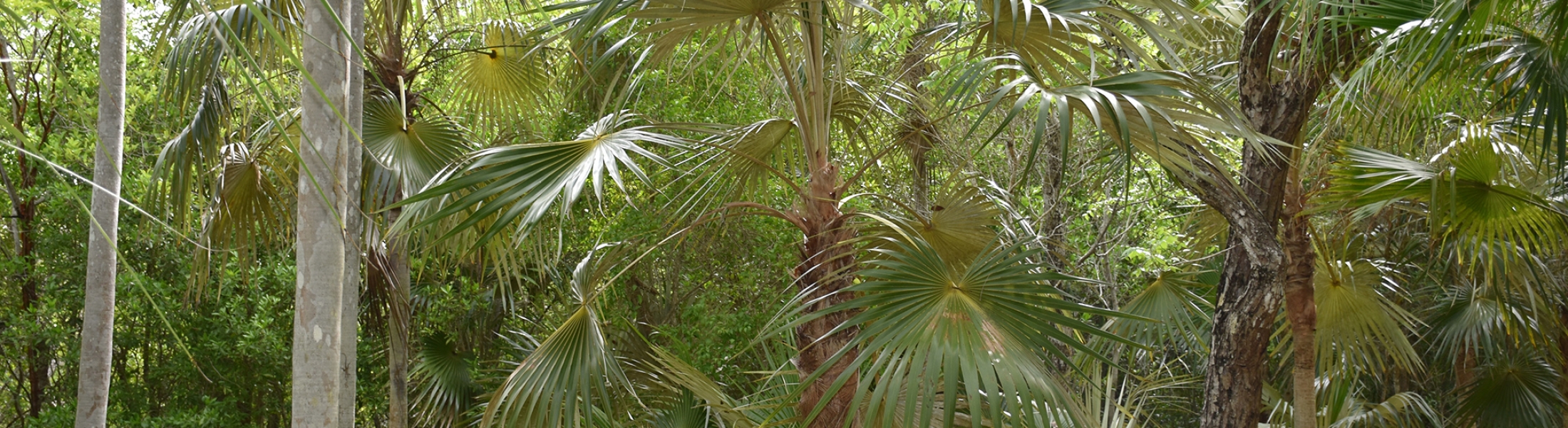 silver-thatch-palm-coccothrinax-sargentii-5 | Queen Elizabeth II Royal ...