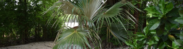 silver-thatch-palm-coccothrinax-sargentii-7 | Queen Elizabeth II Royal ...