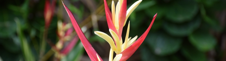 variegated-heliconia-psittacorum-lady-di | Queen Elizabeth II Royal ...