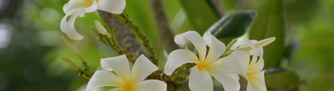 white-frangipani-plumeria-alba-7 | Queen Elizabeth II Royal Botanic Park
